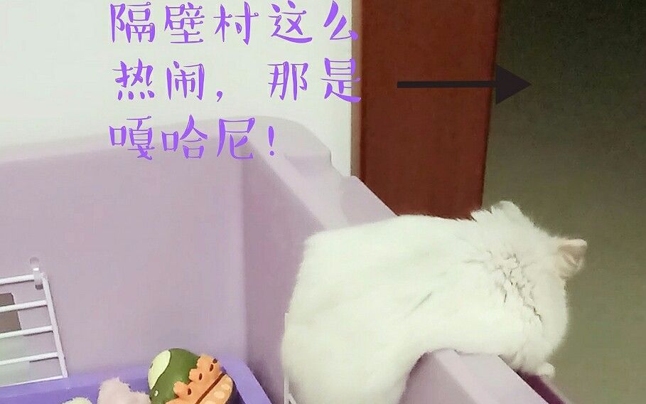 【仓鼠】根据我个人理解,跟大家讨论下仓鼠为什么会在浴室和食盆里...