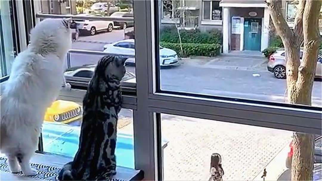 “你看那个人,好像一条狗”