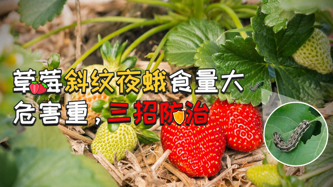 草莓斜纹夜蛾食量大,危害重,可诱杀!