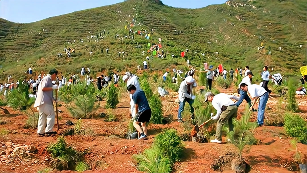 你欠多少棵树?80秒了解植树为什么是公民义务