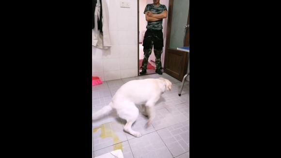 狗狗训练上卫生间