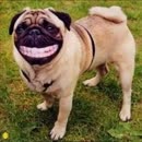 抽东南西北风的东 