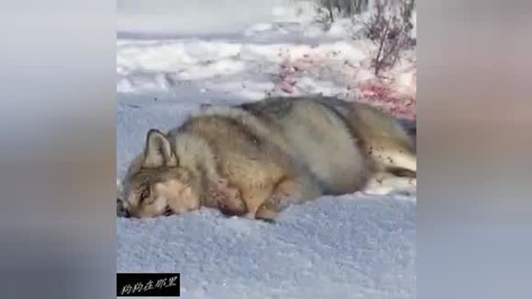 这只狼被狗咬的挺惨啊,趴在雪地上奄奄一息