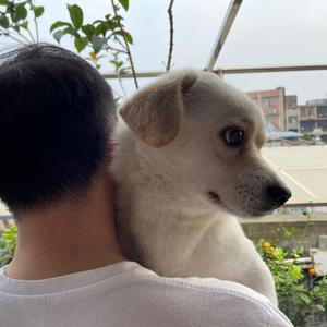 老大与多多日常 