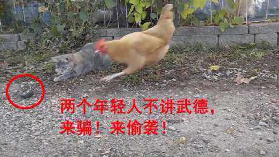 老鼠追着猫跑,下一秒意外发生,老鼠:年轻人不讲武德,耗子尾汁