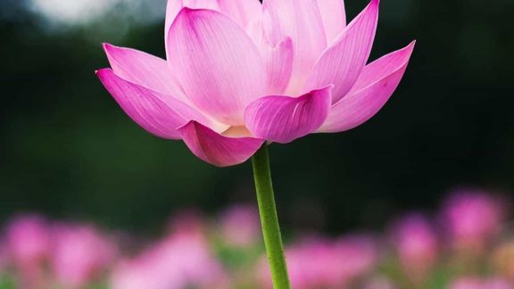 樱花校园模拟器,隐藏