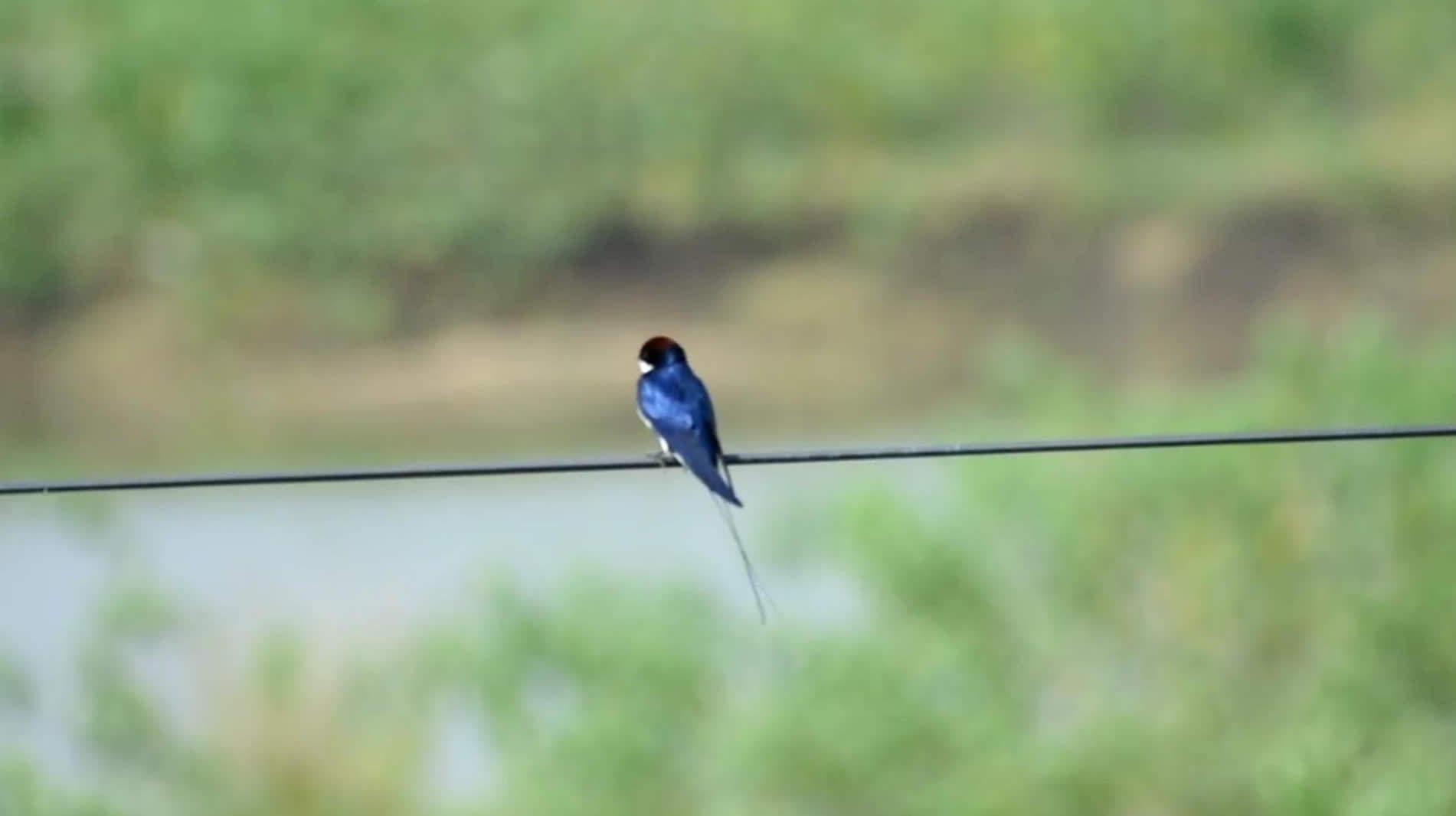为什么小鸟站在高压电线上面时,不会被电流给击穿呢?