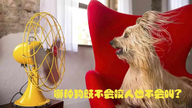 试问亲们哪种狗既不会咬人也不会叫?