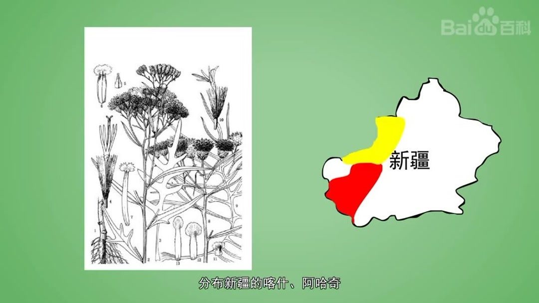 一分钟了解——高盐地风毛菊