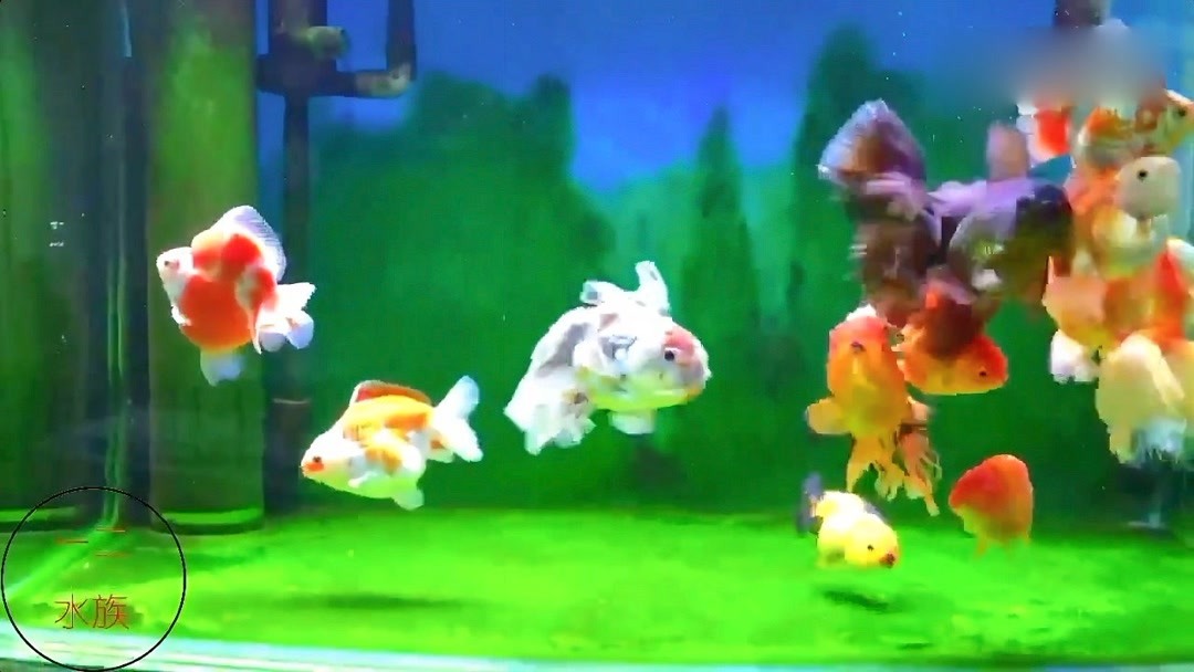 鱼缸过滤太强大,下面底滤,上面滴滤,金鱼缸爆藻进行中