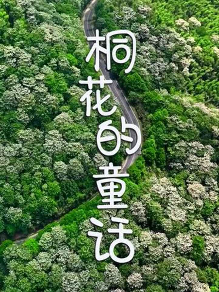 ...这里是位于江西省宜春市的明月山,初夏时节,桐花遍野,编织成梦幻而...