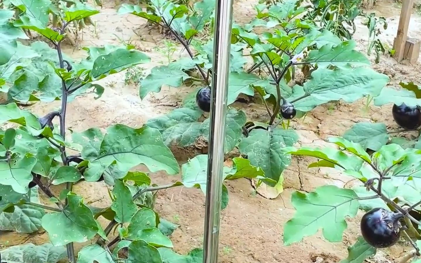 管式土壤墒情安装视频