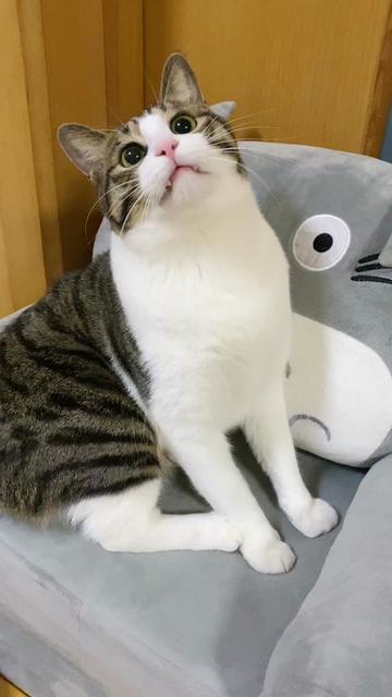 小猫咪爱你的三种表现我家猫果然很爱我