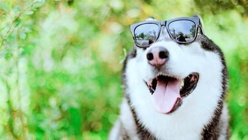 爆笑萌宠:狗狗颜值排行榜哈士奇排名第1,就是看上它的颜值