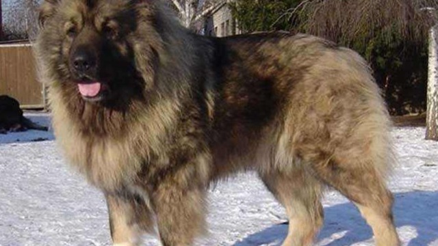 世界上最厉害的狗,1分钟就能打败藏獒,长的还这么萌!