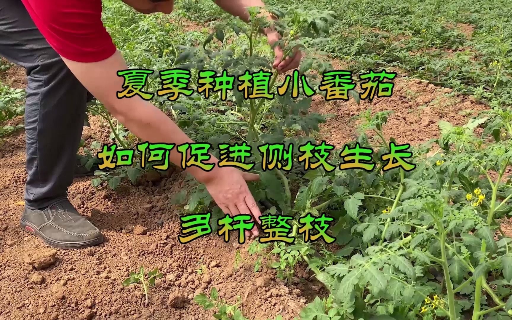 夏季种植小番茄如何促进侧枝生长,多杆整枝