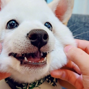 数学罗罗-初高中 