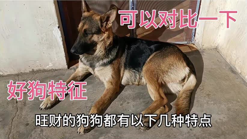 如果你养这几种特征的狗狗,那么恭喜您,这才是农村人爱养的狗