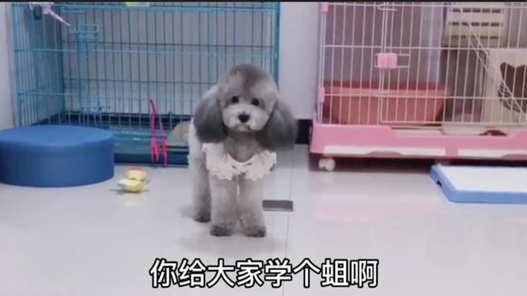 妲己猪给大家学个蛆,妲己动作表演得十分到位,大家觉得怎么样