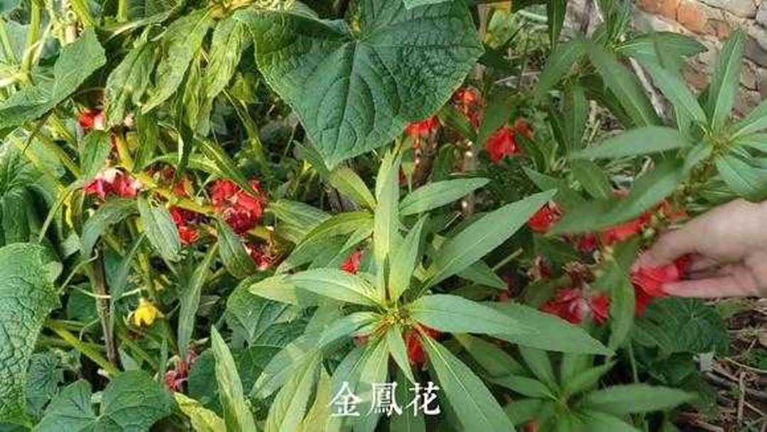 凤仙花还有这用处,凤仙花染指甲,颜色也太好看了吧!