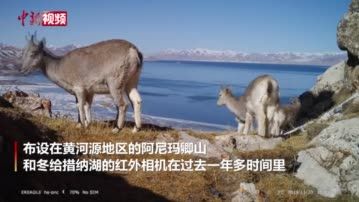 国际生物多样性日:黄河源地区记录到多种野生动物