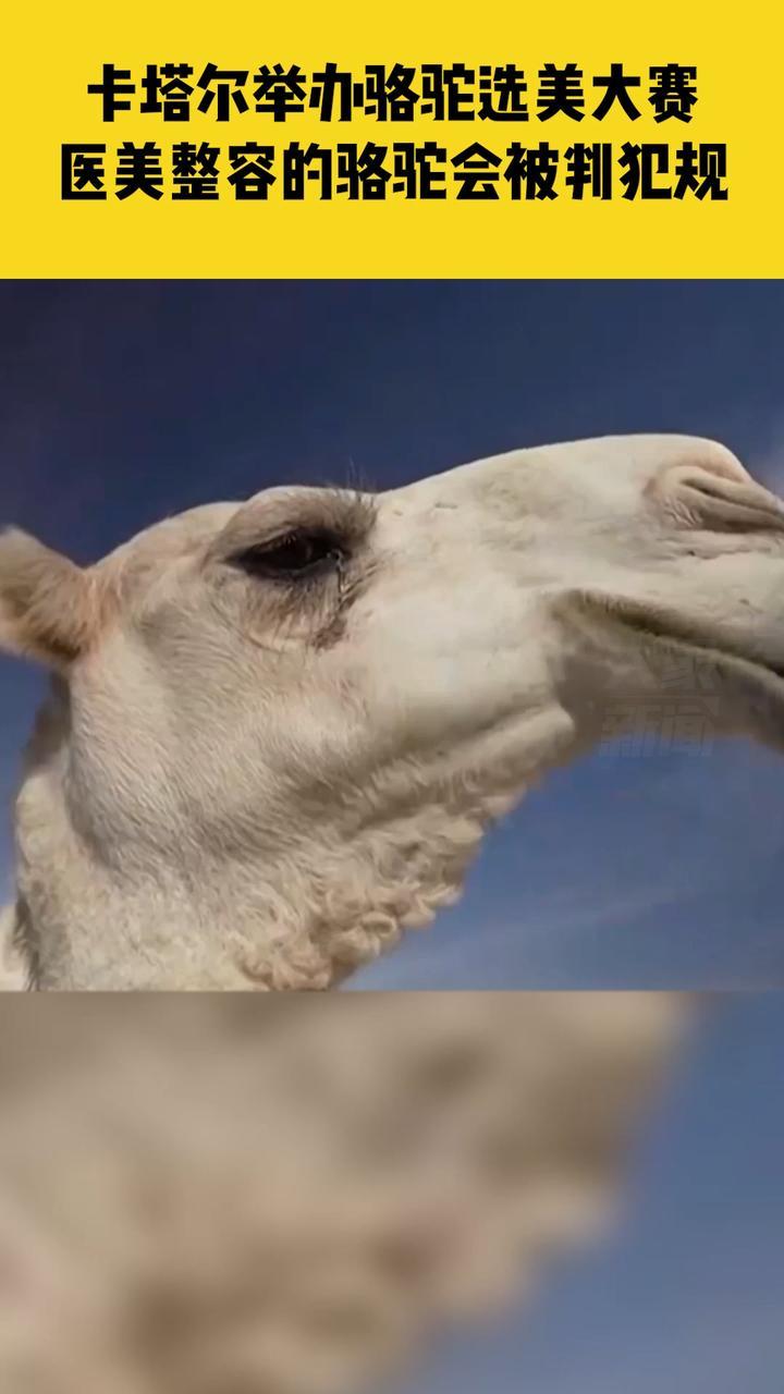 11月30日据央视财经报道,卡塔尔多哈举行骆驼选美大赛,医美整容的...