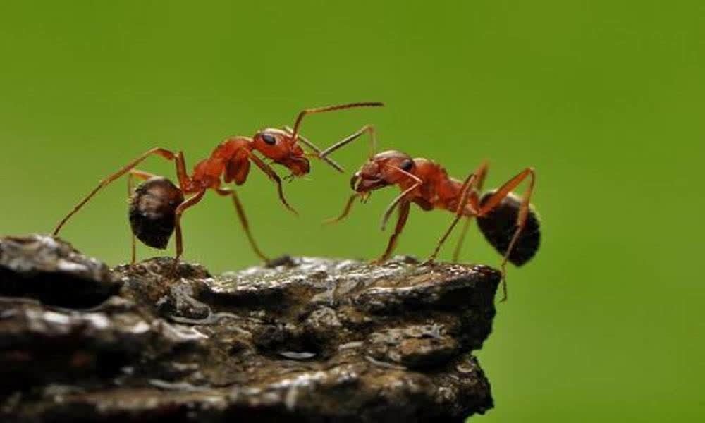 蚂蚁外出寻找食物,为什么能够准确寻找归途,不会迷路吗