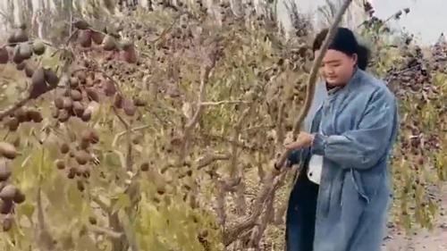 农村的和田大枣,都是在树上收货的,我还是第一次见到!