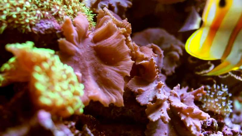 神秘的海底世界,真的太美了