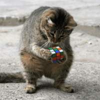 弯箍机冷笑话猫2608 