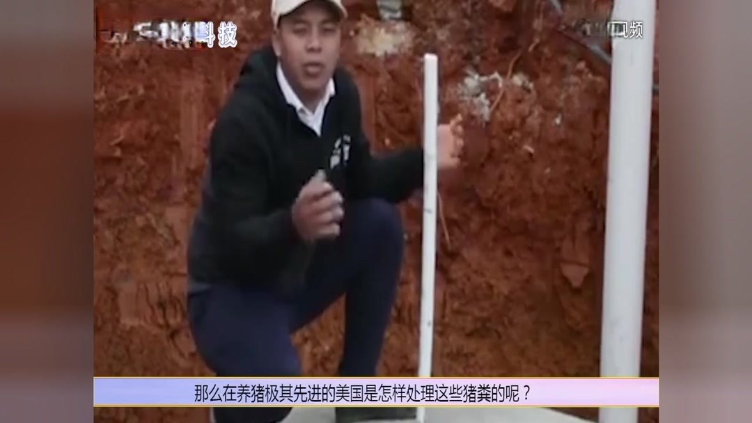 中国畜牧业发达,美国却成了养猪第一大国,差距在哪里?