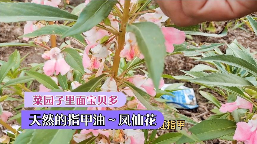 凤仙花除了能染指甲,还有个特殊功能让种瓜的人都喜欢它