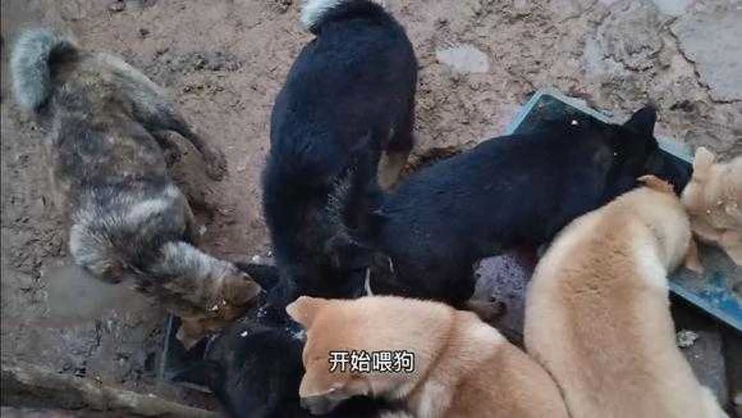 像现在的狗价,养狗把成本控制好,基本上还是能赚点小钱。