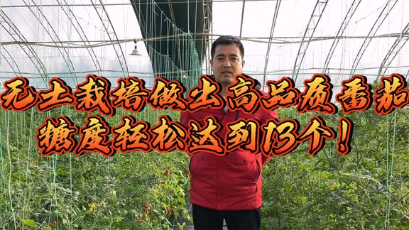无土栽培种出高品质番茄,糖度轻松达到13个,怎么做到的?进来看