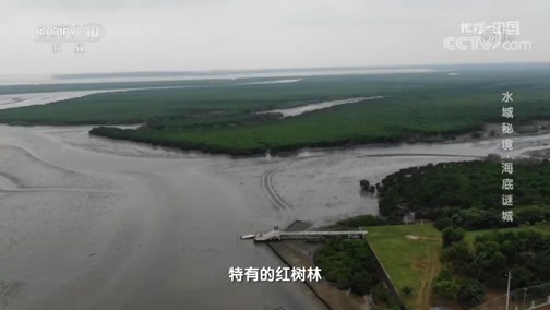 [地理·中国]“红树林”名称的由来