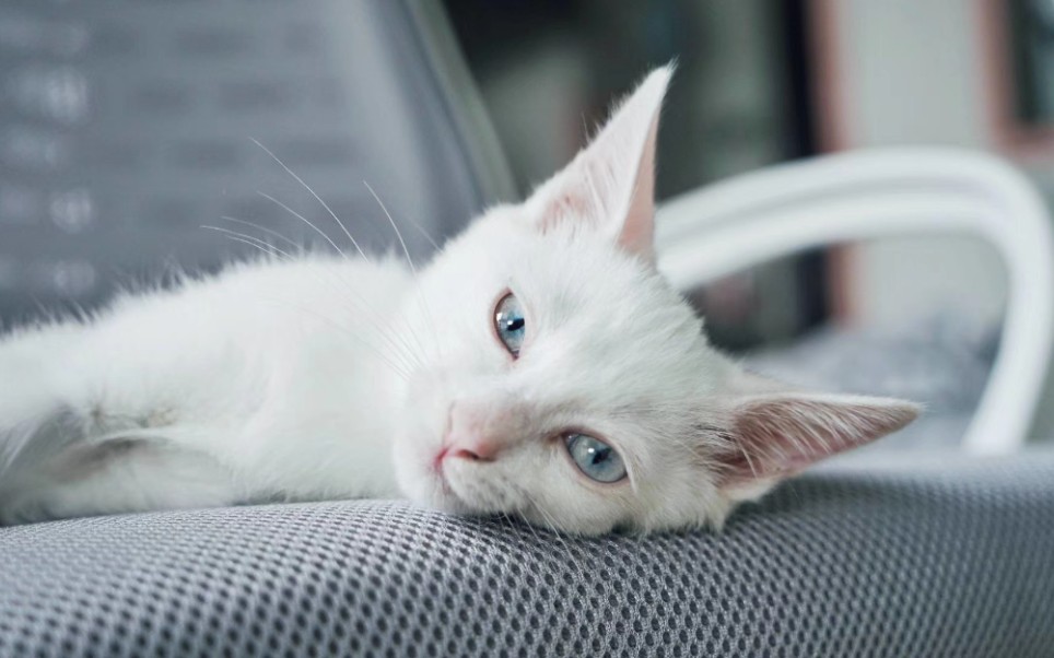 天呐!被猫抓了居然会这样━(◯Δ◯∥)━ン小伙都惊呆了ॱଳ͘(内部...