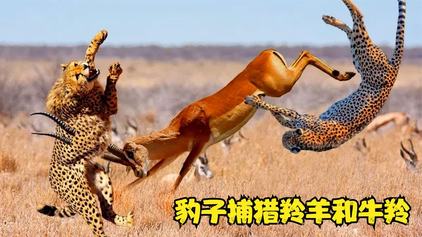 自然动物:镜头拍下豹子高超的捕猎技巧