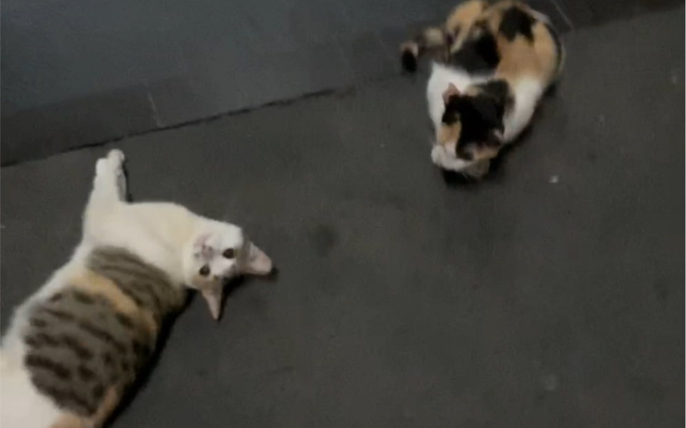 为什么猫猫总喜欢打架