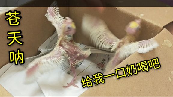 [玄凤鹦鹉啊哦星成长日记第23天]多动症宝宝上蹿下跳地找奶喝