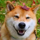 娱乐笑嘎嘎 