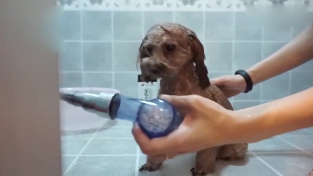 给狗狗洗澡一定要看准时机,这样可以洗得又干净又健康