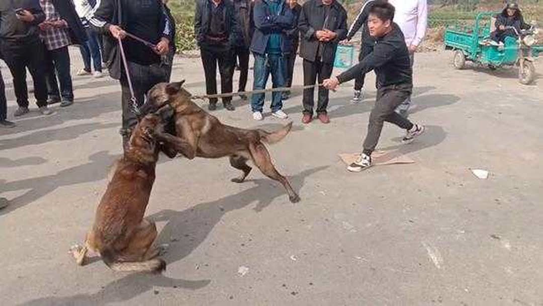 马犬打架真厉害,主人拉都拉不住,难得的机会,一起来欣赏一下吧