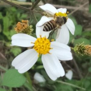 砚林书院大林老师 