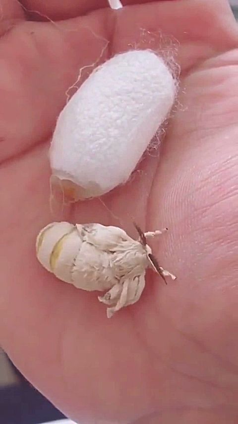 破茧成蝶的过程,完整的蜕变