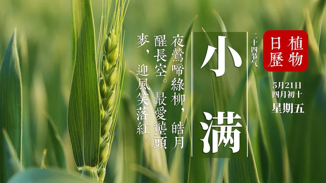 人生最好的的状态是小满 小满:二十四节气中的人生哲学