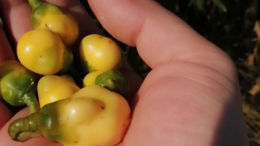 这花药用很好,有人知道它的价值吗?