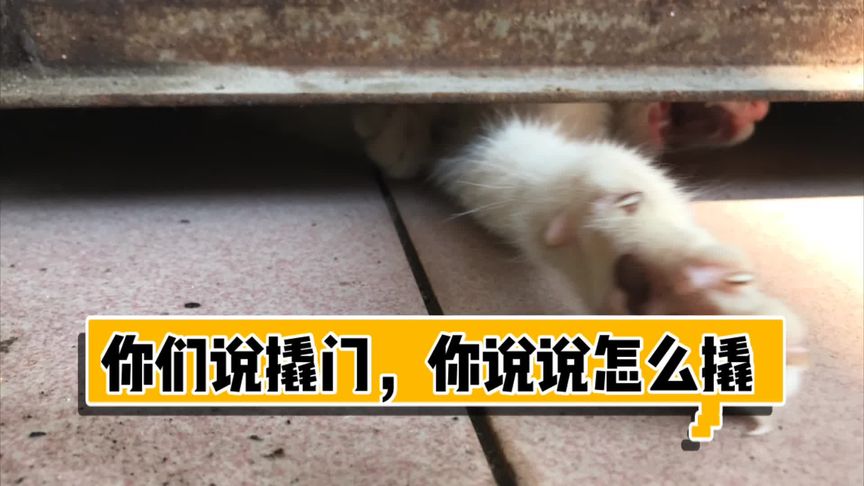 第23天喂小猫,大家都建议我撬门,我想问可以随便撬别人的门吗?