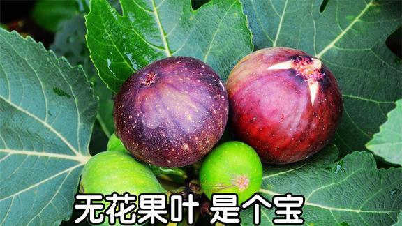 无花果叶的3个妙用厉害了?难怪比无花果还值钱,男人女人都喜欢