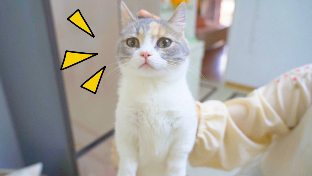 猫突然被捏住后颈皮,会有什么反应?猫:定住了!