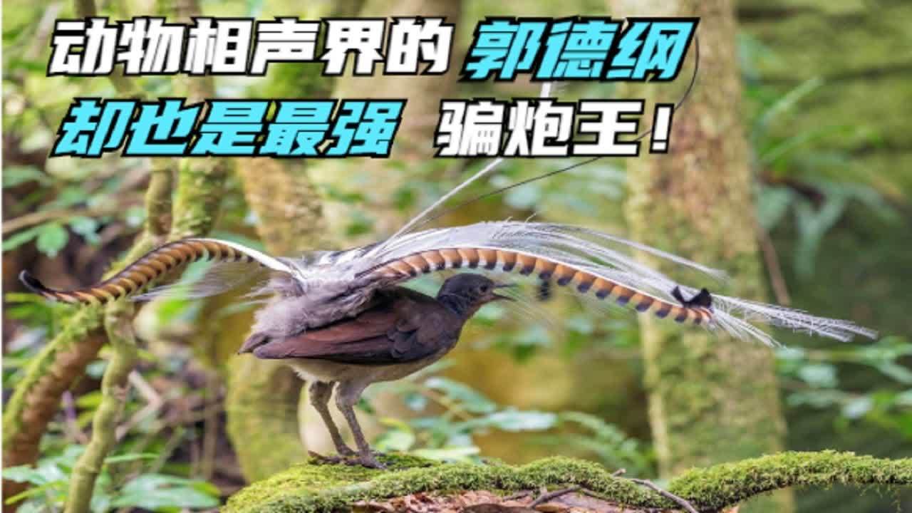 可以模仿几百种声音,动物界的口技大师,却是个最强骗炮王?